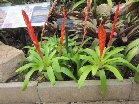 Vriesea sp | Pustaka Flora | Database Tanaman Landscape