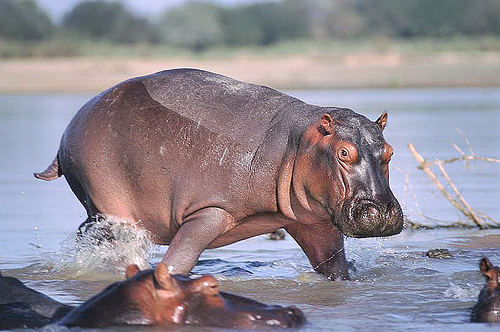 Hippopotamus Latest Profile And Pictures | All Wildlife Photographs