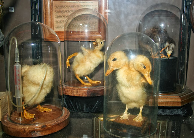 The Carpetbagger: The Palace of Wonder