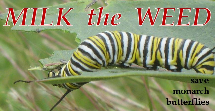 MILK the WEED: Monarch Life Cycle