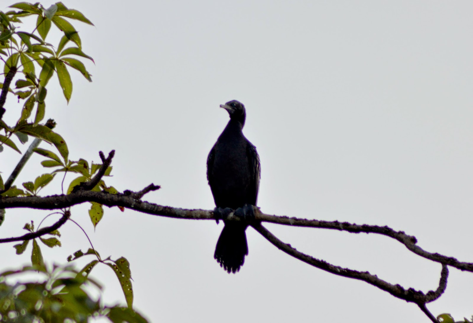 Macropocket: Pulau Rambut