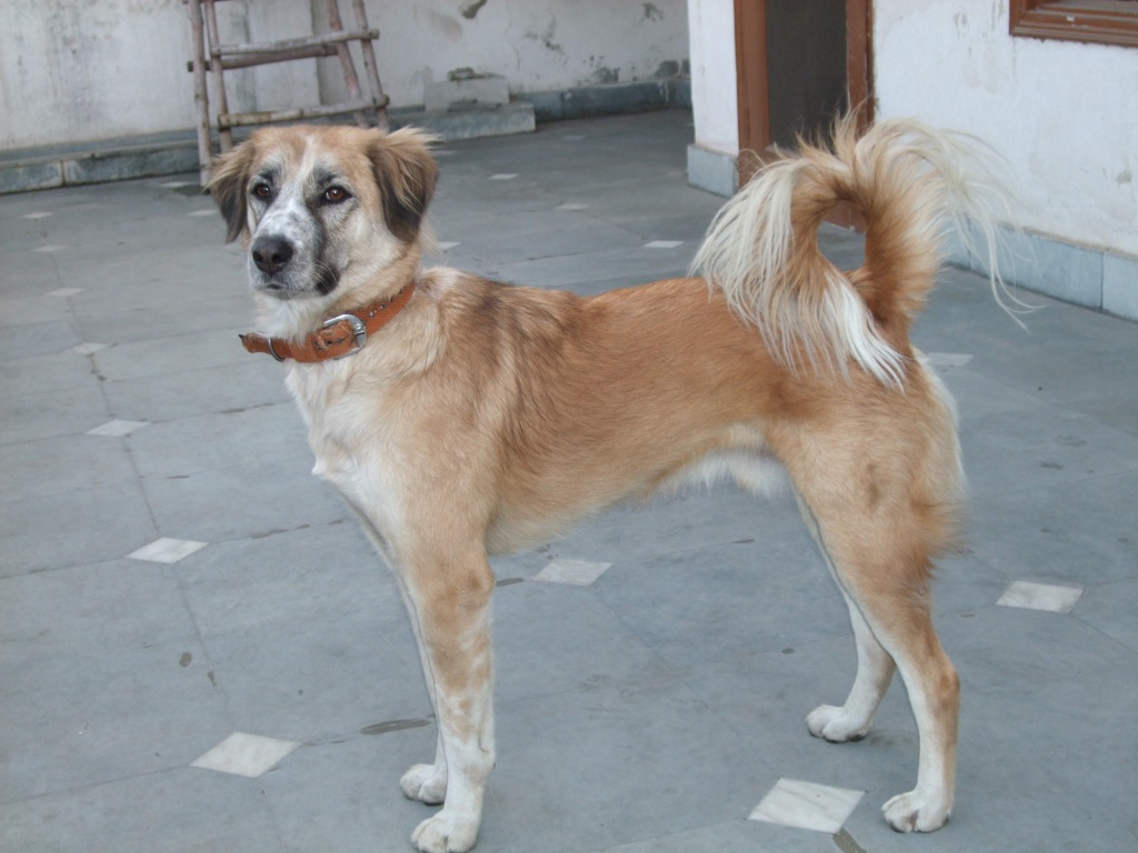 Indian Dog Breeds - Dog Breeds