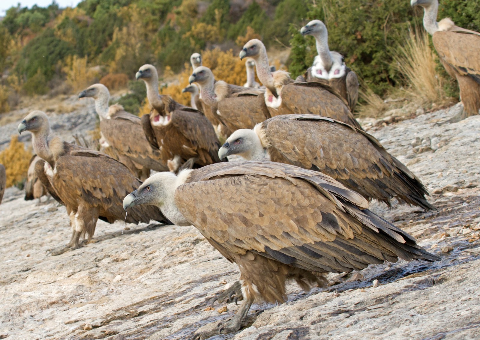 Wallcreeper, Lammergeier and Griffons | wallpaper hd download
