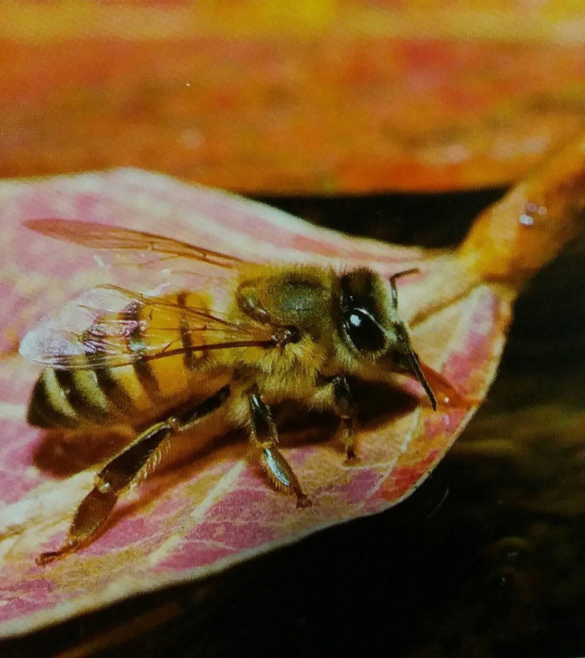 Vrste pčela - Pčelarstvo za početnike