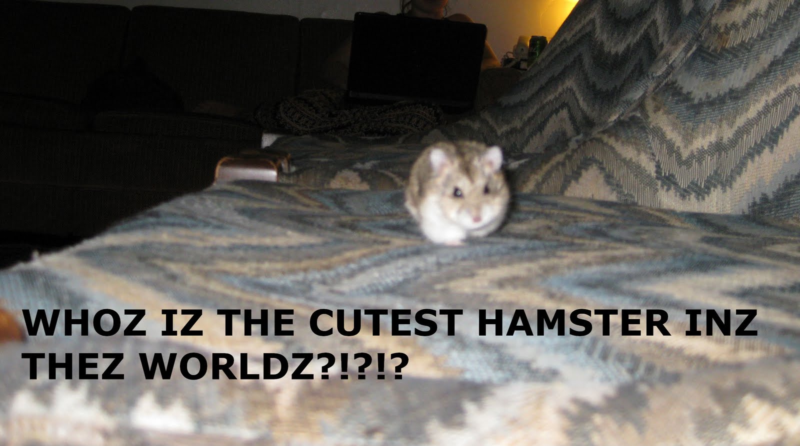 WOLFIE'S HAMSTER BLOG: THE CUTEST HAMSTER