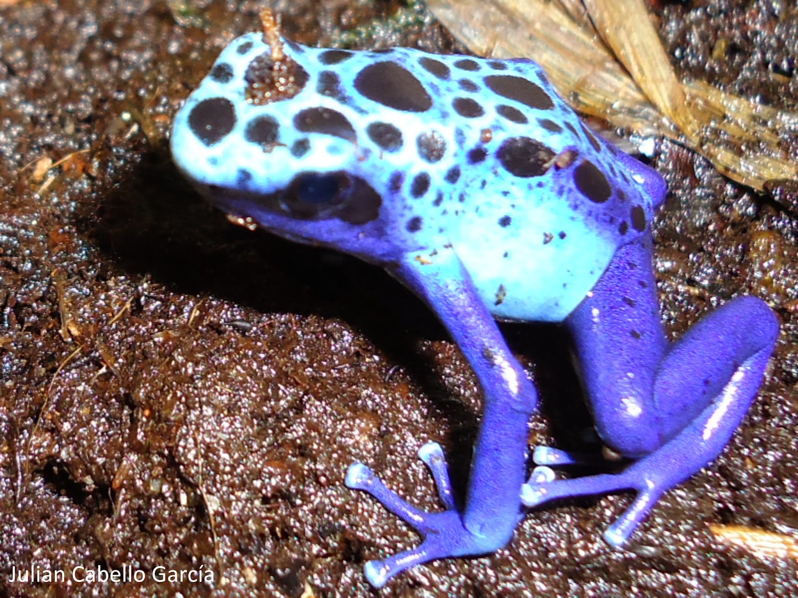 Dendroland: Diario de una Azureus Standard (Dendrobates Tinctorius ...