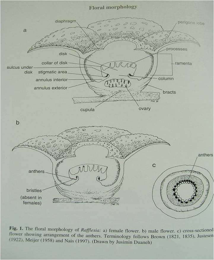 WELCOME: Rafflesia Arnoldi