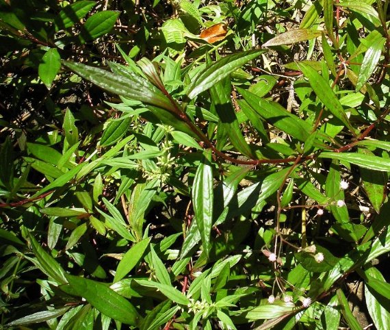 PERIYAR spice and ayurvedic garden: Ayyappana