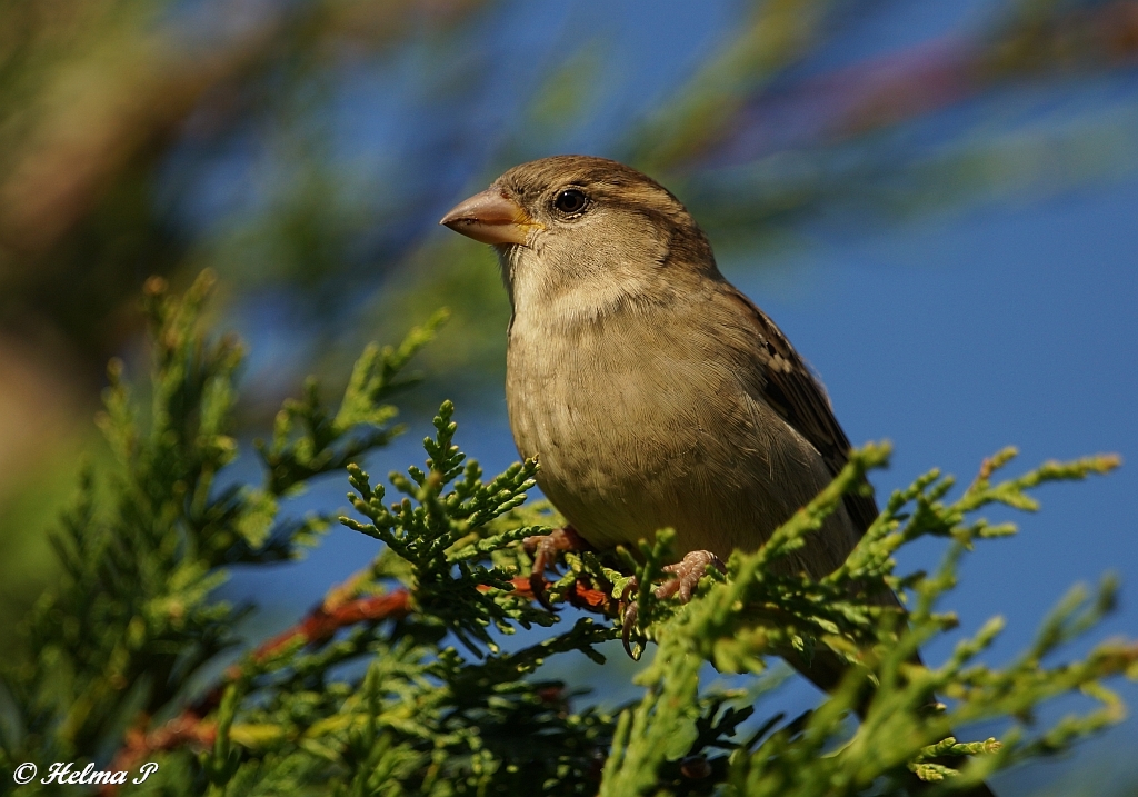 Helma's natuurfoto's: De Huismus (Passer domesticus).......