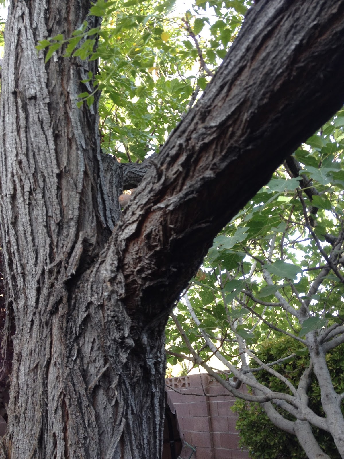 Xtremehorticulture of the Desert: Sooty Canker Disease Not Always Lethal