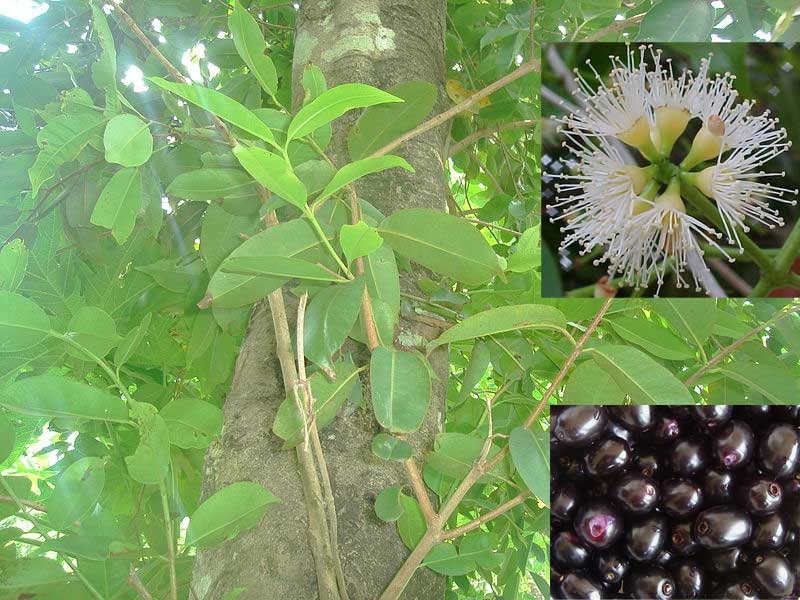 Medicinal Plants: Syzygium cumini - Neredu, Jamun, Nagapazham 128 ...