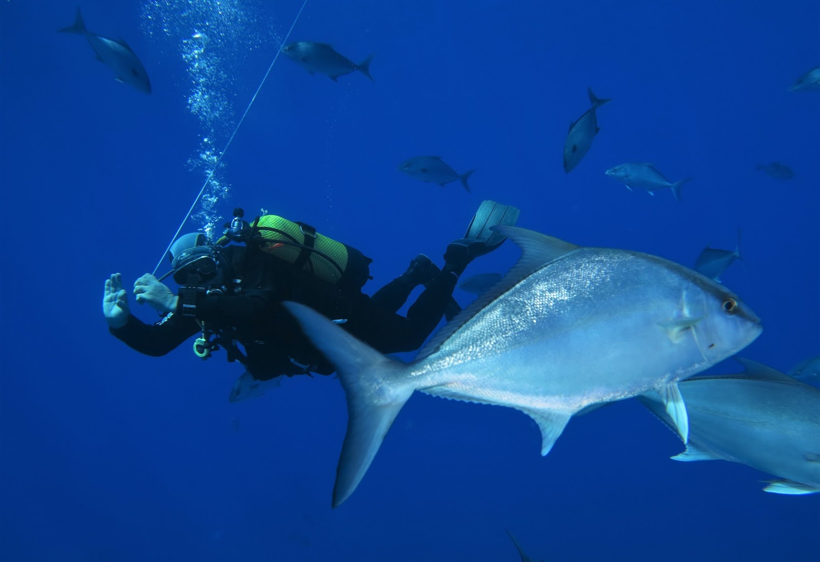 Mergulho nos ilhéus das formigas, Julho 2017