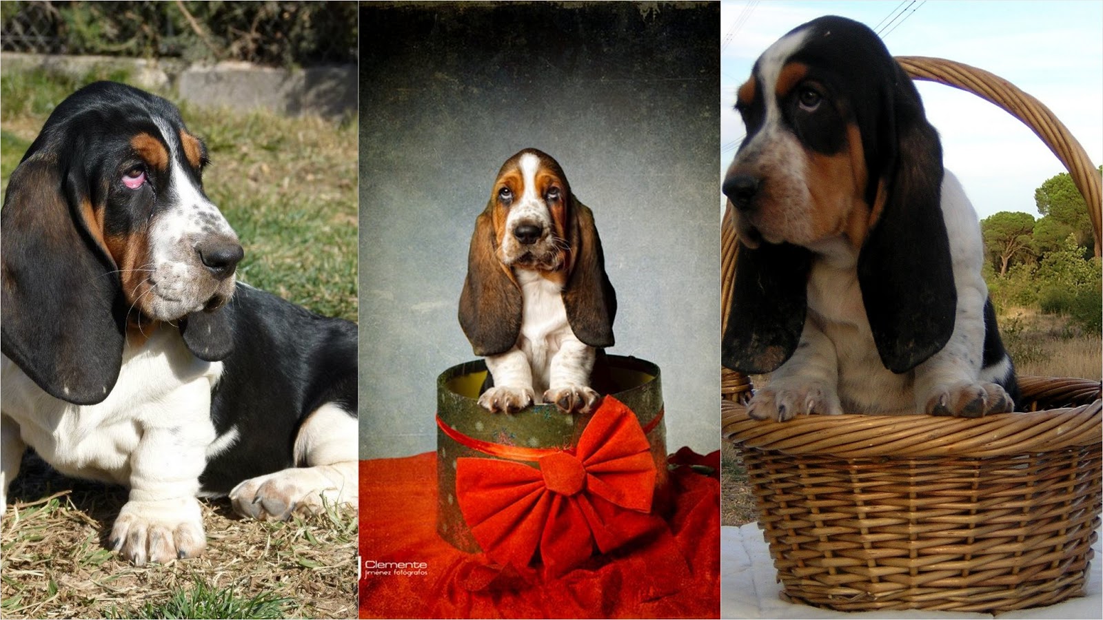 Criadores Españoles de Basset Hound