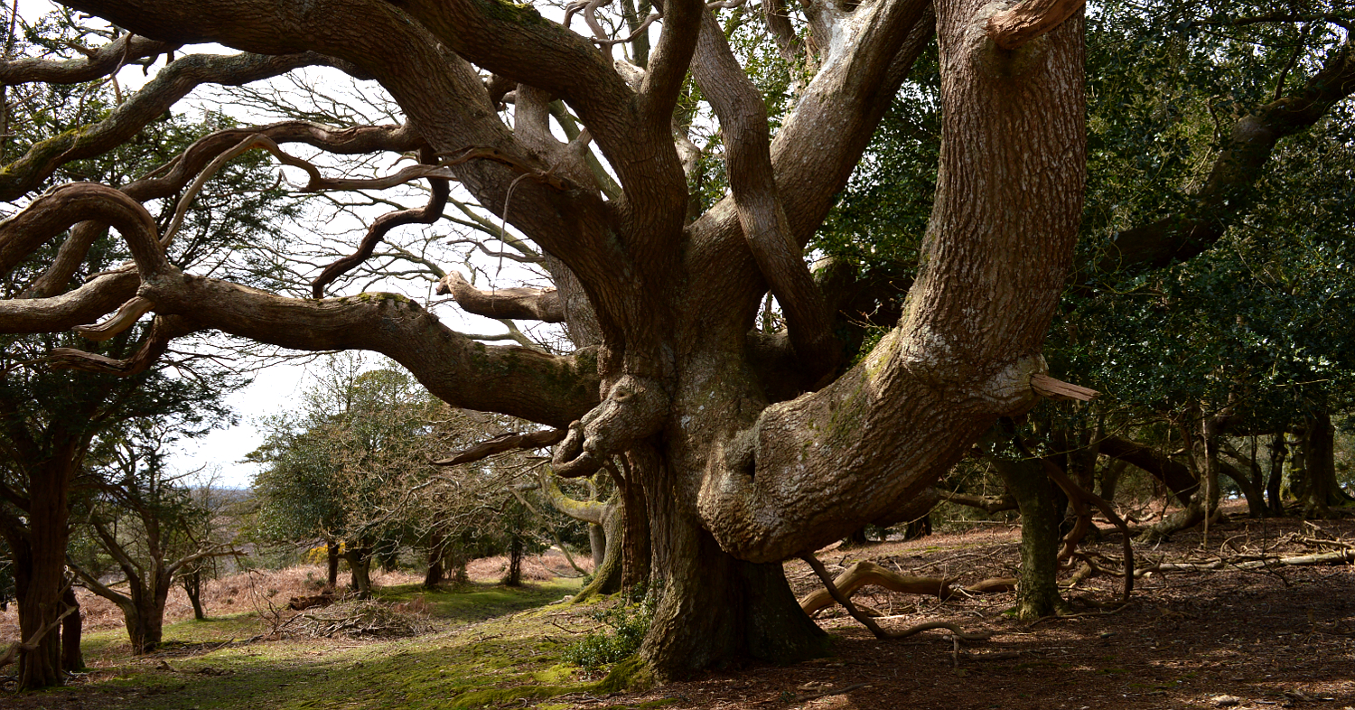 IF YOU GO DOWN TO THE WOODS TODAY....: Elephant tree or Rhino tree?