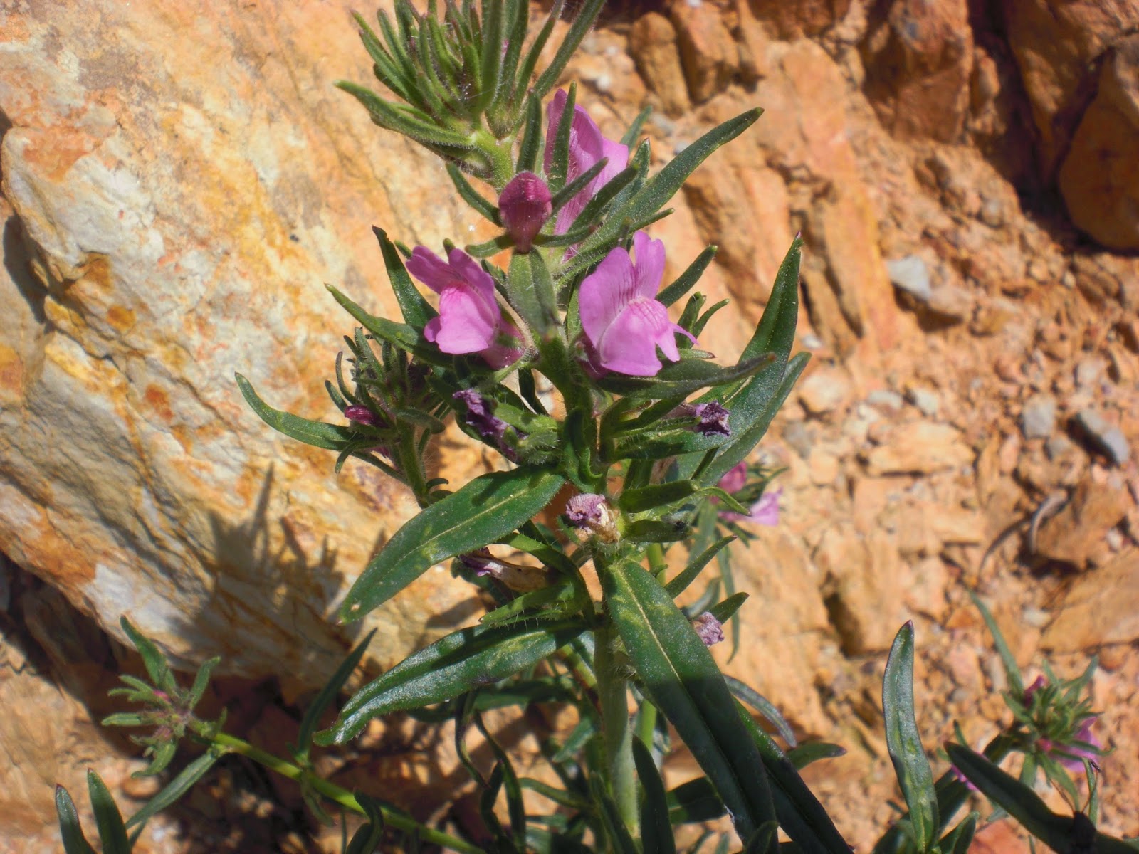 Perfumes y luces de Extremadura: Dragoncillo, Misopates orontium.