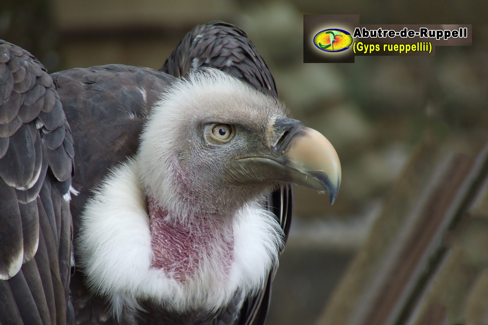 ORNITOLOGIA: Abutre-de-Ruppell (Gyps rueppellii)