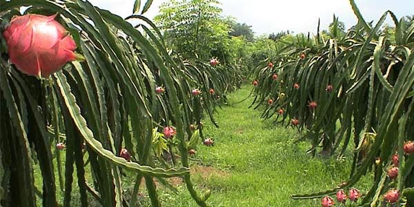 Budidaya Buah Naga Hitam | Informasi seputar Dunia Pertanian