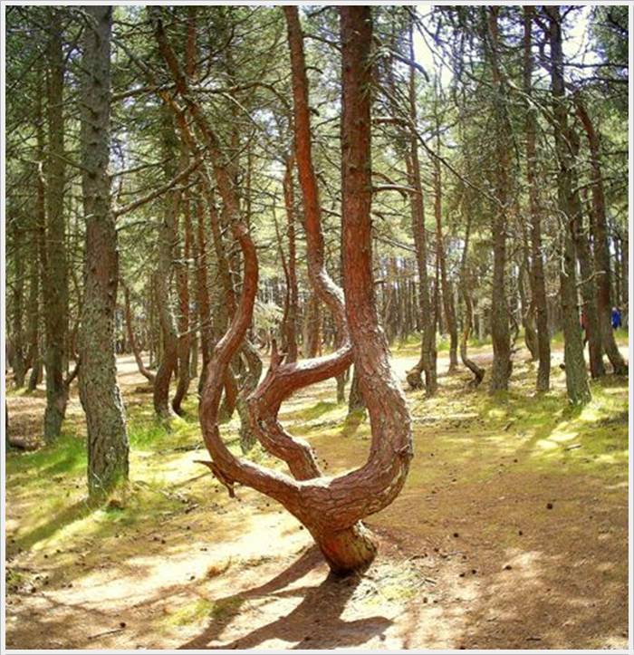 Wallpaper HD: DANCING TREES