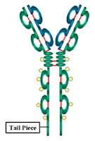 Different types of Immunoglobulins - IgG, IgA, IgM, IgD and IgE
