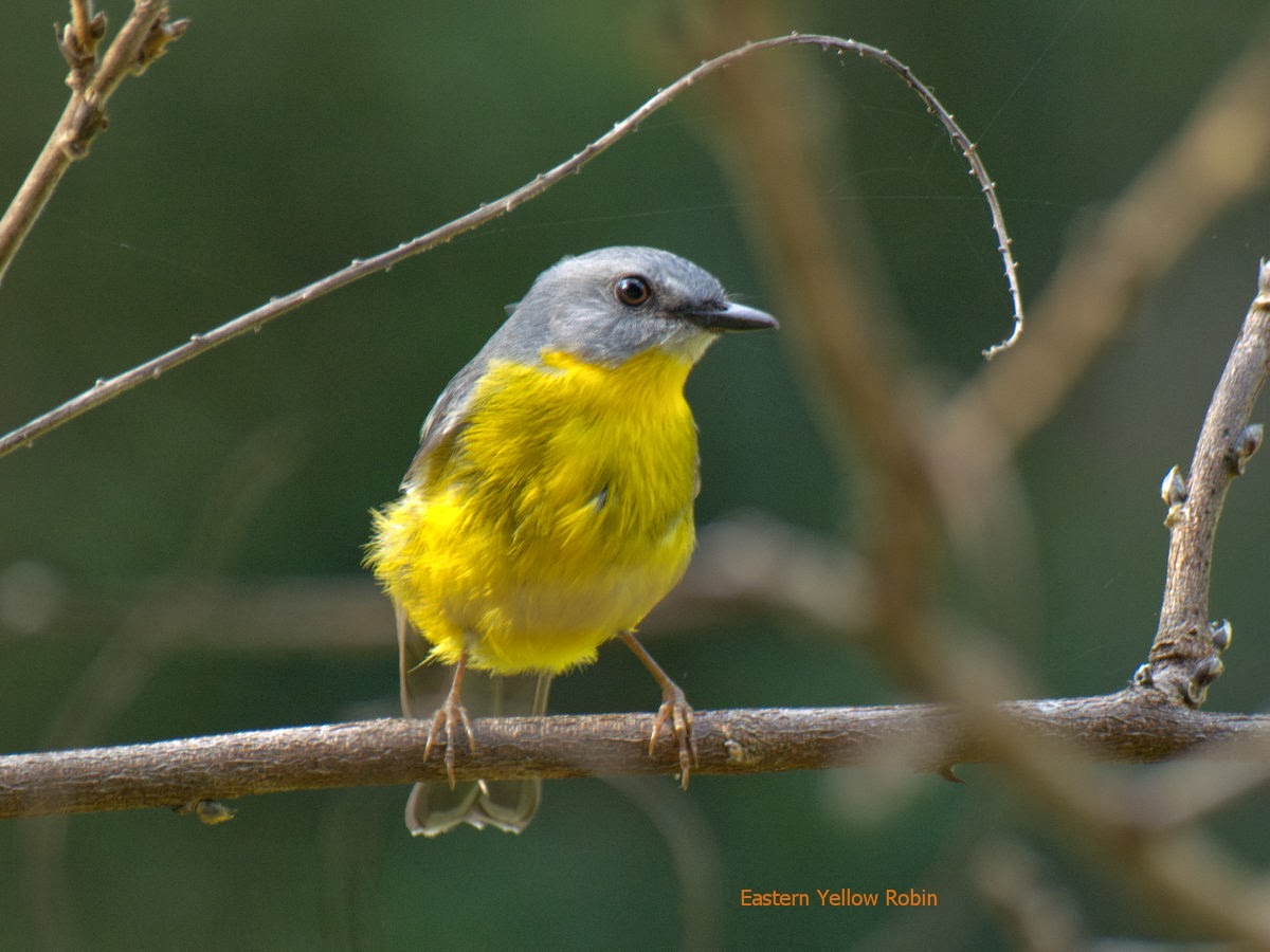 Birds Ensay East Gippsland Victoria Australia: Birds Tas,Vic,NSW and Qld