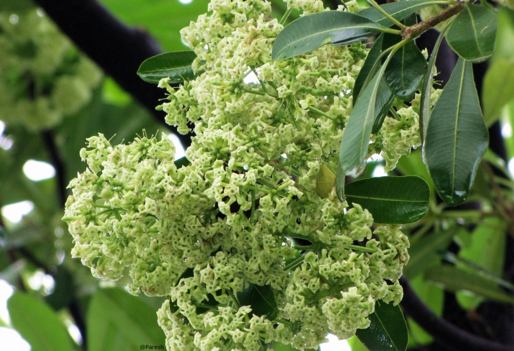 Gifting Trees...: Nakshatra is Forever..!