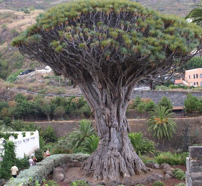 Info Existanz: Unreal trees of the world