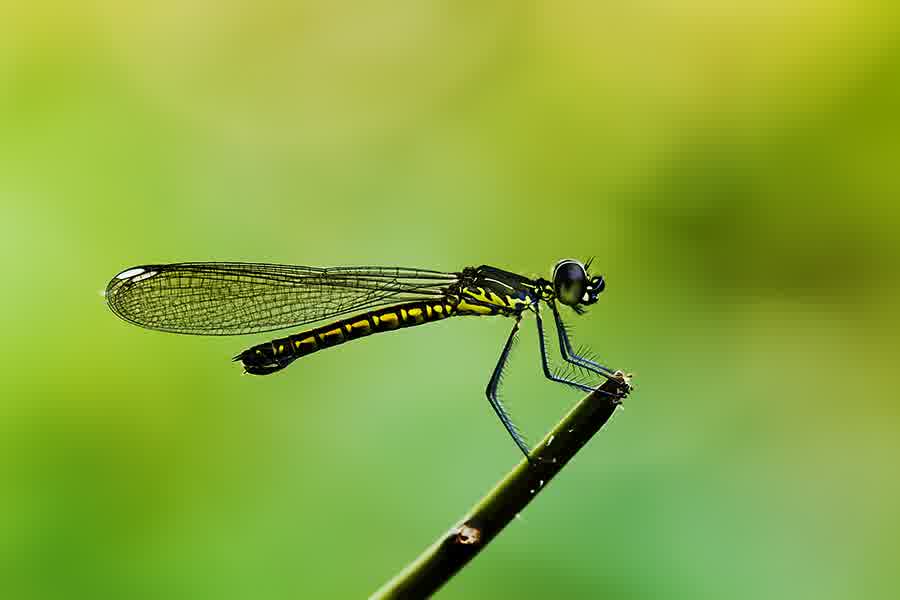 Jenis Capung Yang Sering Ditemui Disekitar Rumah | Nggone Ronan