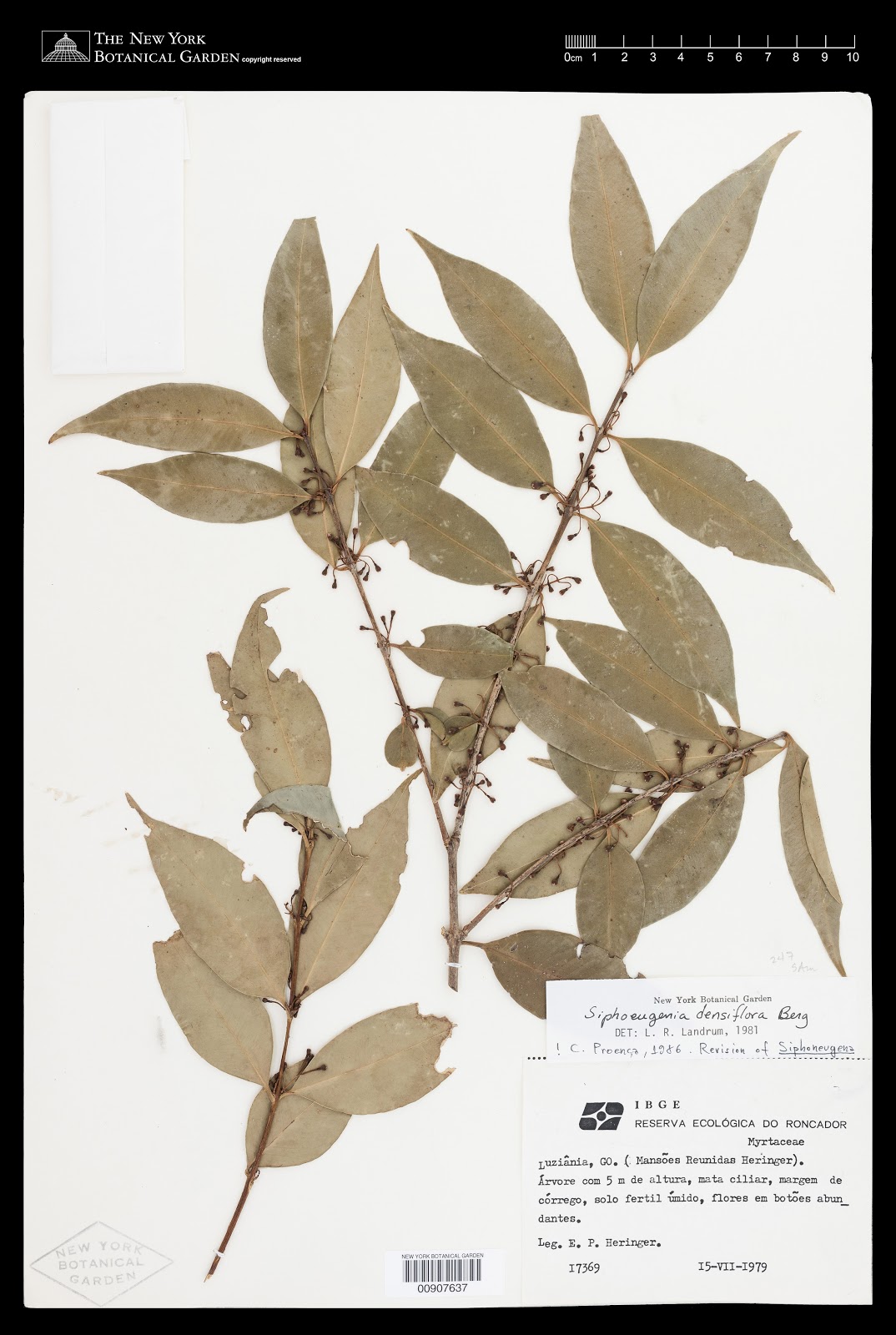 LESSER ANTILLES PLANTS ANGIOSPERMA: MYRTACEAE DIALIPÉTALAS MYRTALES ...