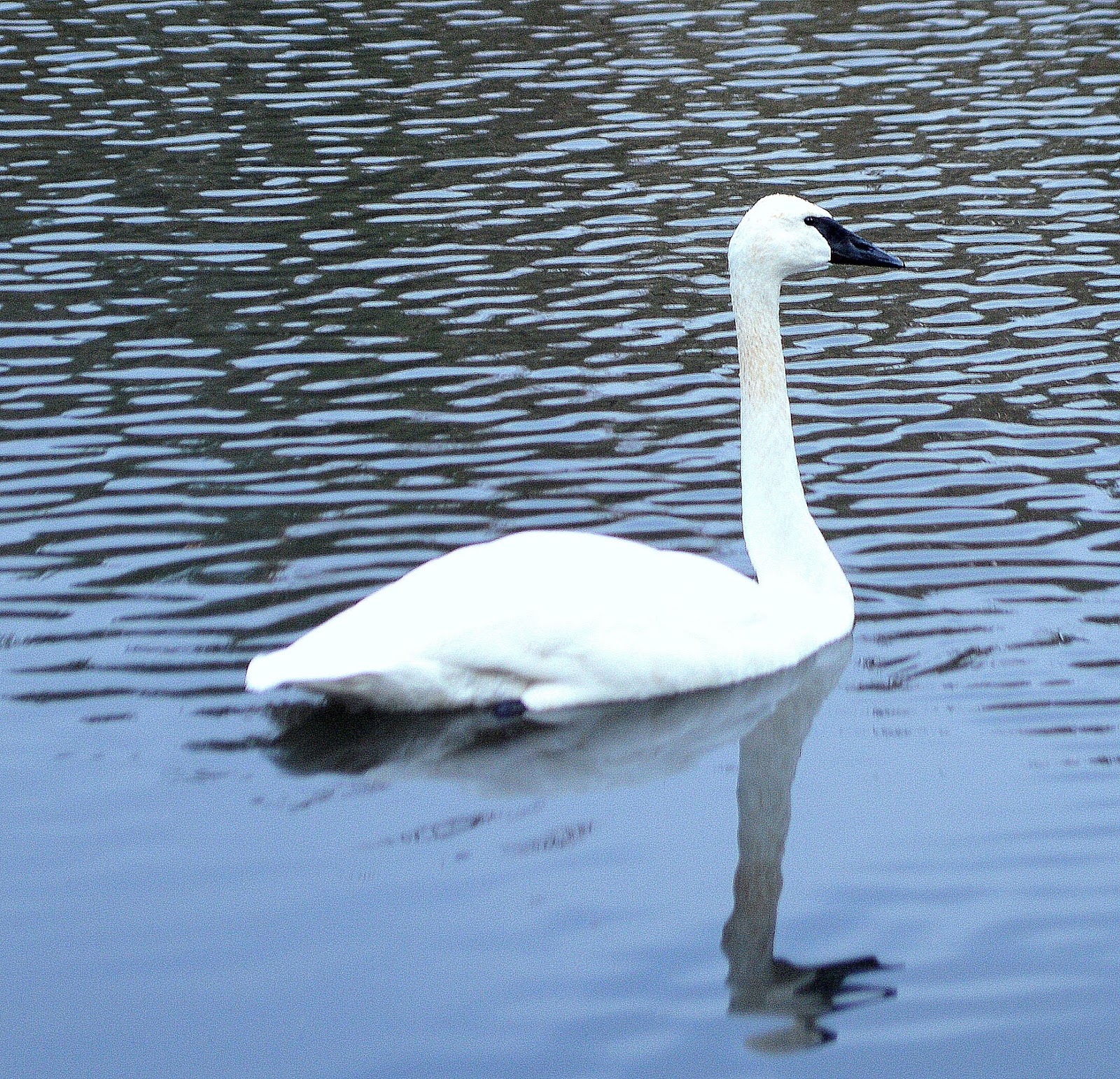 Camera on King & Aurora : Trumpeter Swans near Glenville Pond
