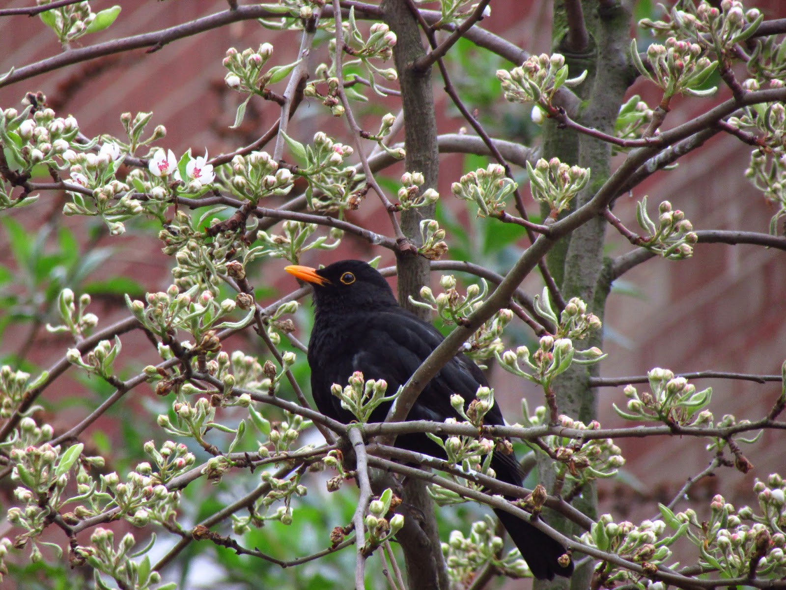 The Rattling Crow: Blackbird singing by first pear blossom