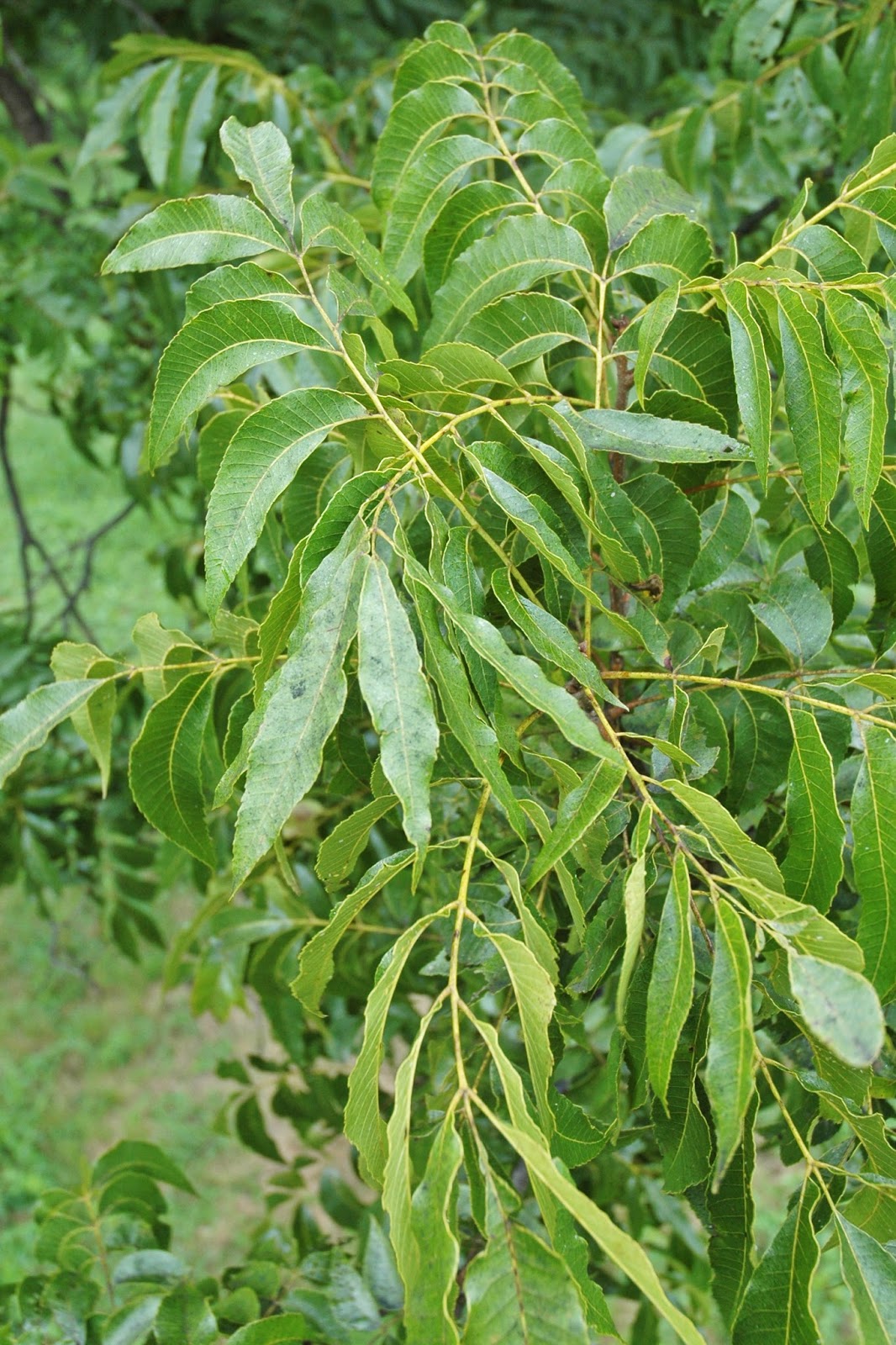 Northern Pecans: August 2015