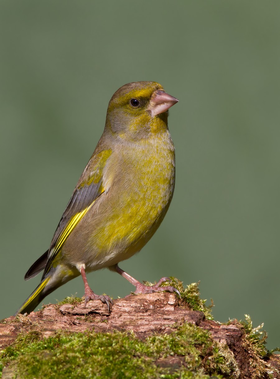 Russ Telfer Wildlife Photography: Garden Finches - 8 Mar 14
