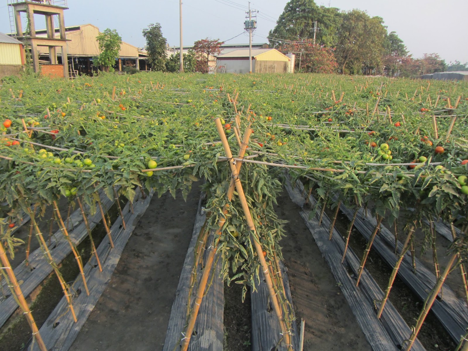 Estudiando Agricultura en Taiwán: Espaldera de tomate