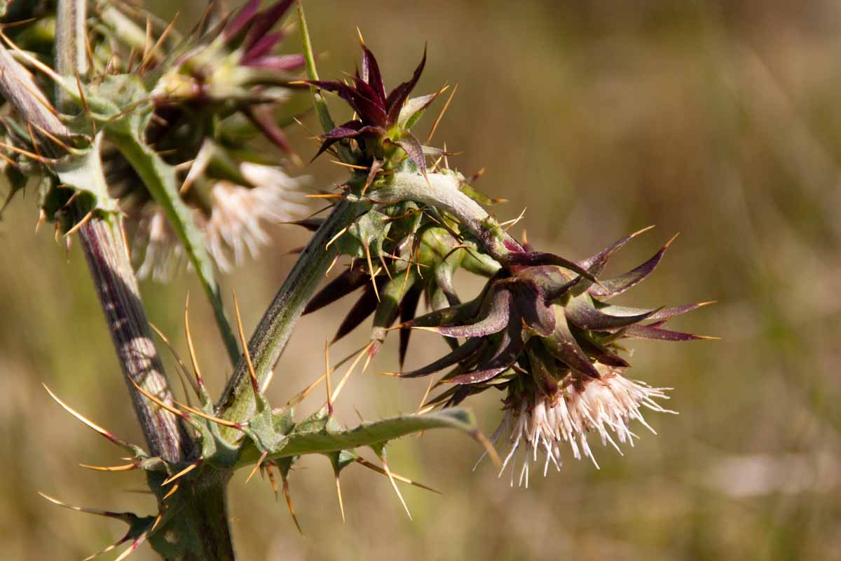 The native, endemic San Francisco Wallflower is also endangered.