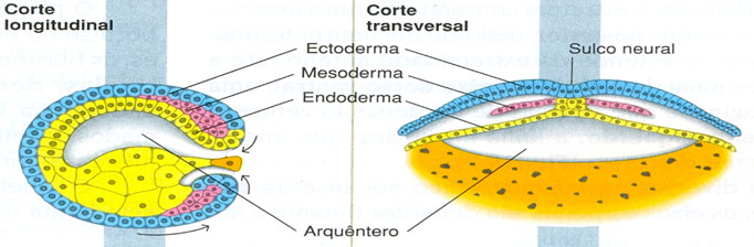Embriologia e Histologia: Tecido Epitelial