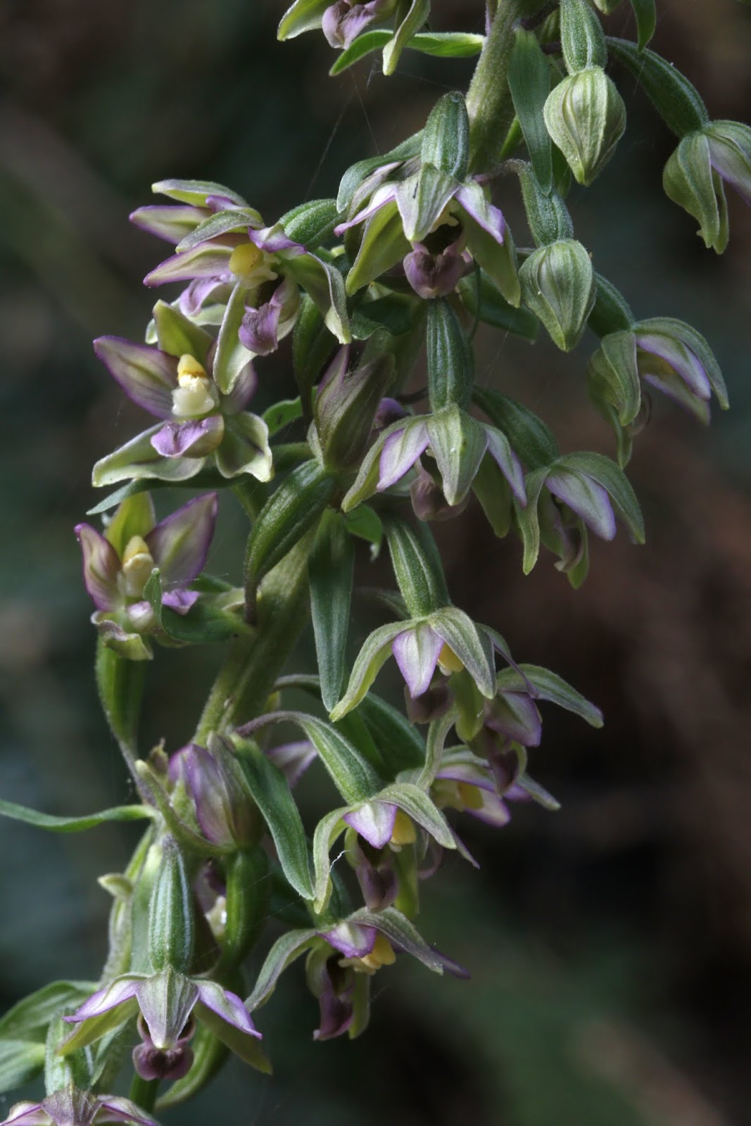 Native Orchids of the Pacific Northwest and the Canadian Rockies (and ...