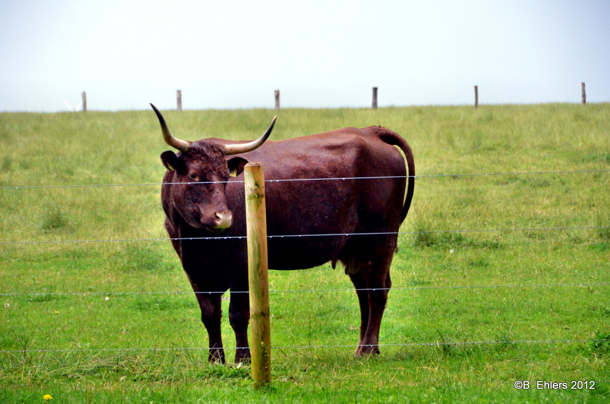 Cappuccino & Meer: Rindviecher