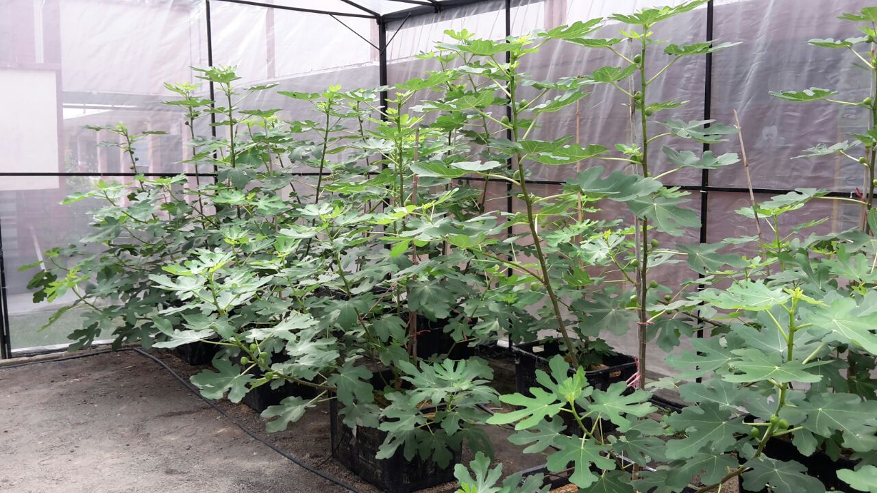 Projek Tanaman Pokok Tin (PPKI): Pokok Tin Semakin Subur