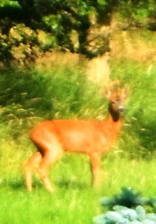 Dom Donald's Blog: Saint Waldef Abbot of Melrose. (Waltheof or Waldeve ...