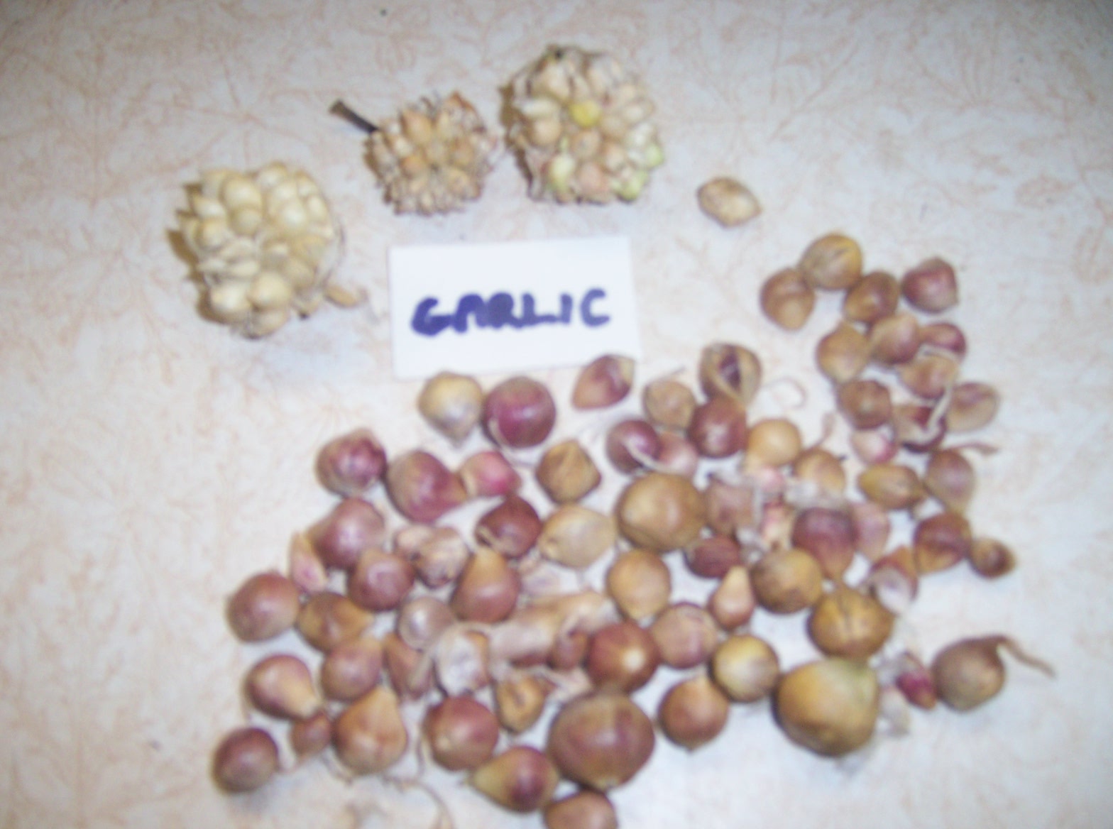 From Seed to Scrumptious: Garlic Bulblets