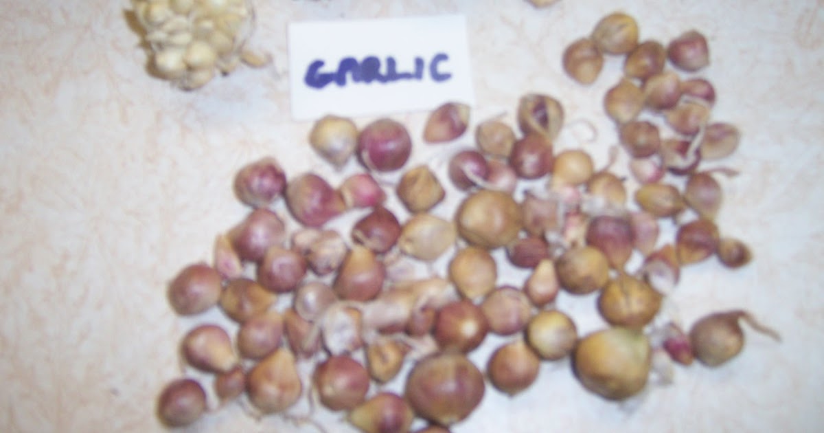 From Seed to Scrumptious: Garlic Bulblets