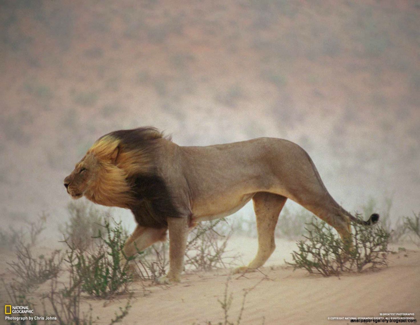 Desert Lion | Wallpapers Gallery