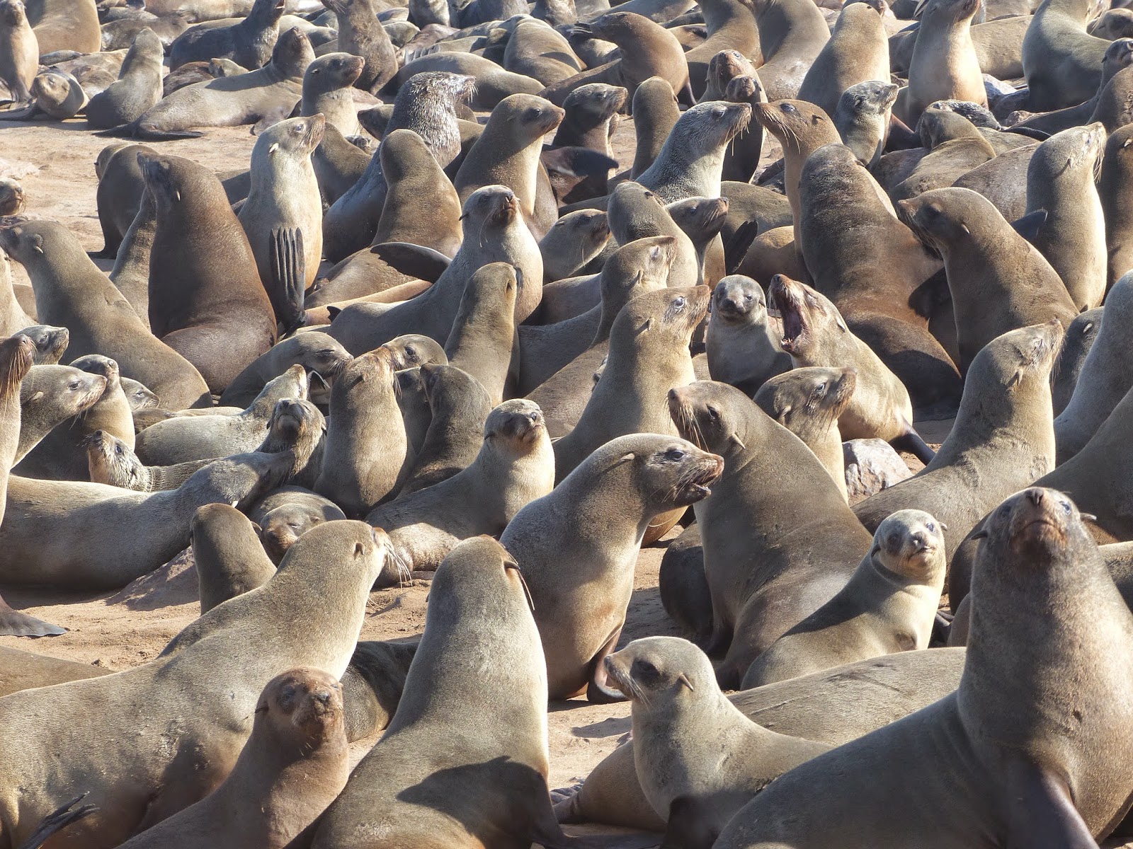 SWANSONI Team Adventures: Cape Cross: Loose Seal(s)!
