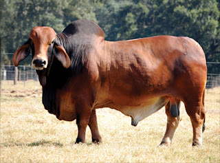 Lembu Baka Brahman | Www.SeluasLautan.Com