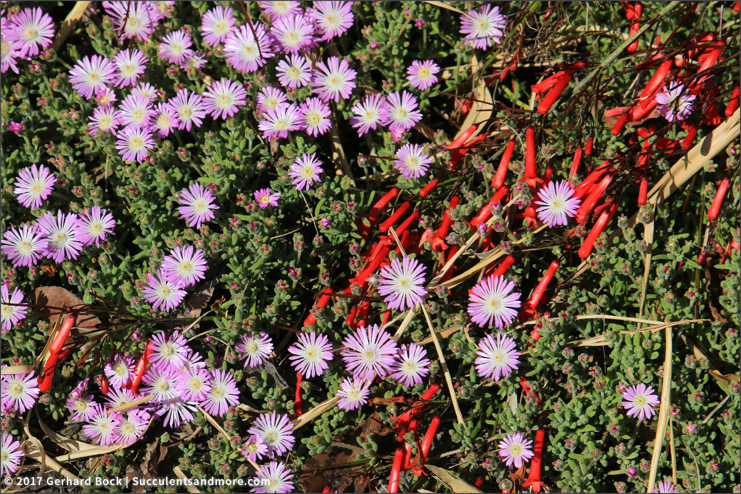 Bloom Day April 2017