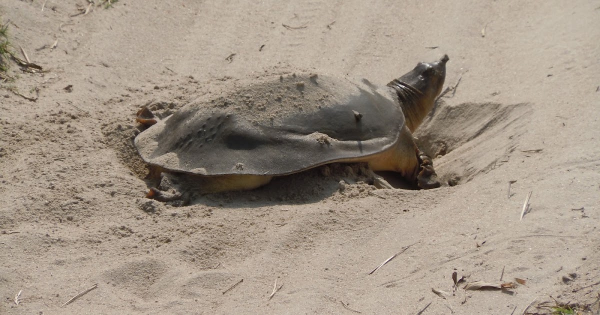 Simply Living: Turtle reproduction efforts versus human curiosity