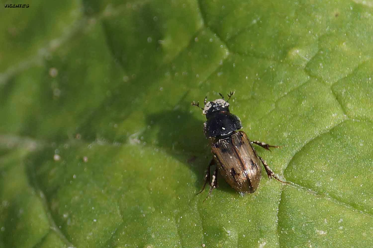 Fauna silvestre de Hormaza: Aphodius prodromus