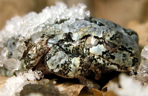 Porque alguns organismos congelam mas não morrem? | Eu Quero Biologia