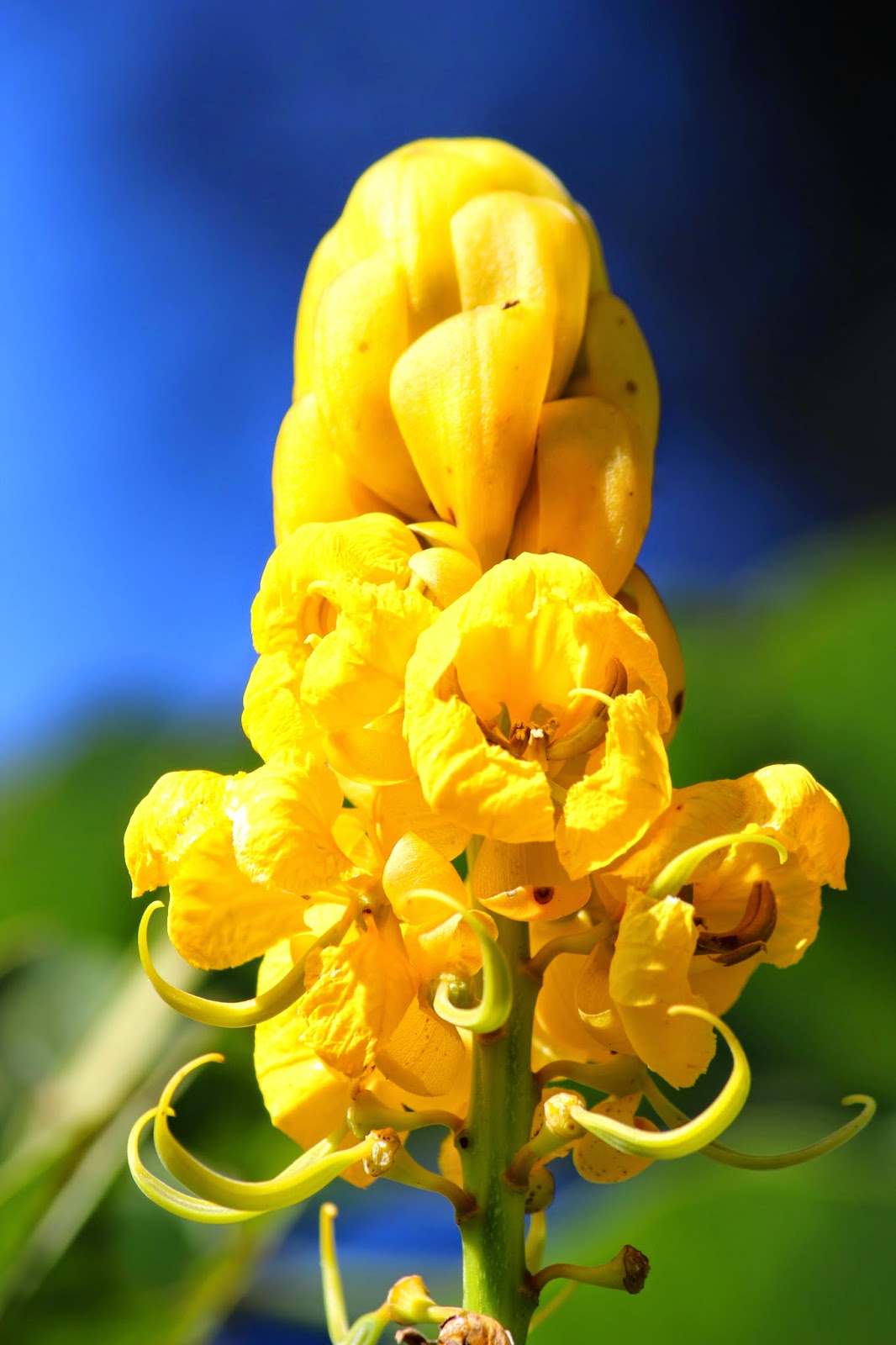 Uma flor por dia: Cassia-alata