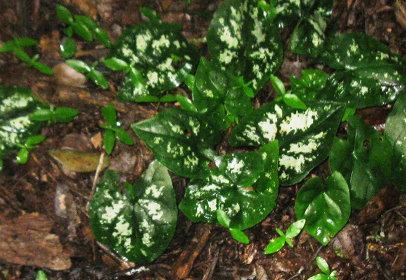 Species New to Science: [Botany • 2018] Idimanthus amorphophalloides ...